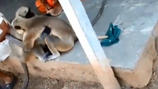 Langurs give each other a huge hug, impressed Virender Sehwag posts ...