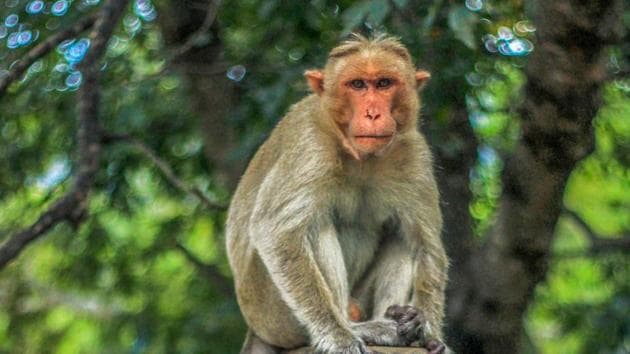 Monkey hanged to death in Telangana, gut-wrenching incident sparks ...