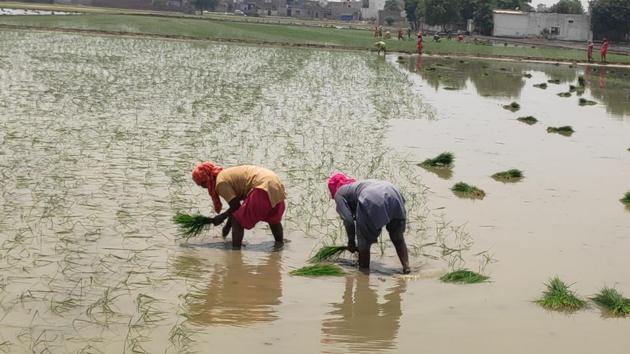 Women take charge of paddy sowing amid migrant labour shortage in ...