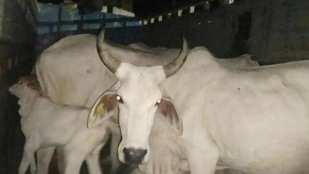 Cow who ate ball of explosives in Andhra Pradesh dies, 3 arrested ...