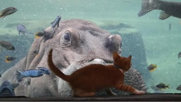 Tiny kitties meet big hippo Timothy, doggos meet lions in this ...