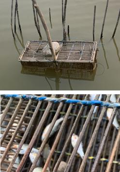 Wildbuzz: A mousetrap for fish - Hindustan Times