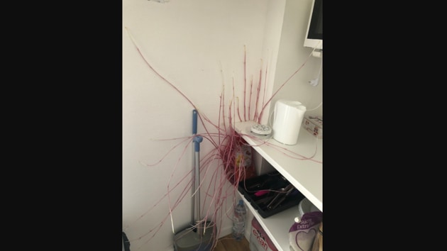 Potato roots ‘invade’ woman’s home during her absence. Pictures are ...
