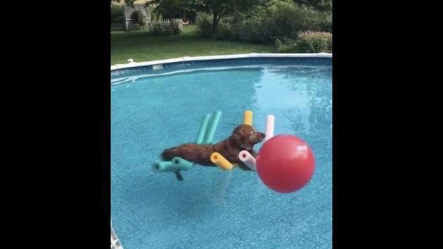 This doggo could give everyone a lesson or two in the art of relaxation ...