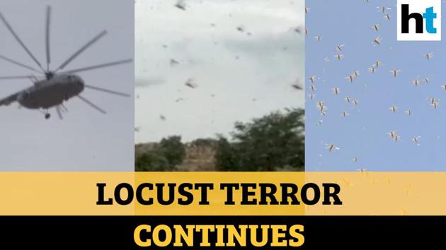 Watch: Locust attack in Rajasthan amid chopper operations; 6 states on ...