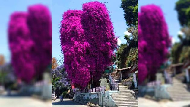 Iconic Bougainvillea-Devdar tree ‘beautiful love affair’ duo collapses ...