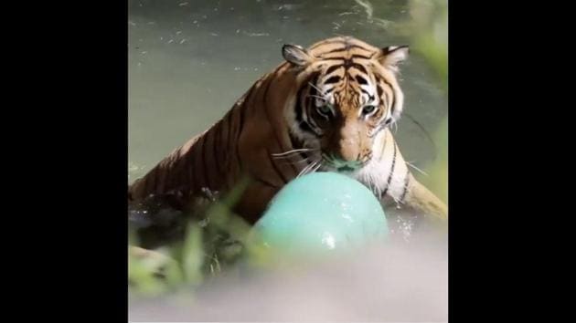 Looks like this tiger loves a little pool party. Watch | Trending