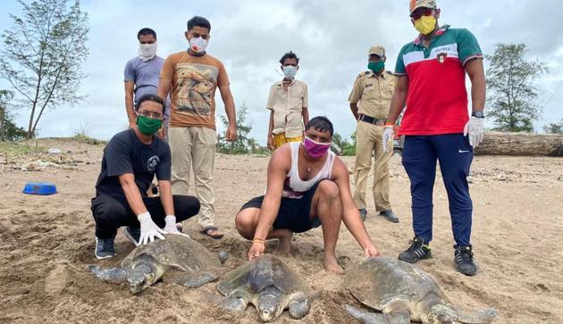 Dahanu fishermen rescue 10 injured turtles; moved to forest dept centre ...