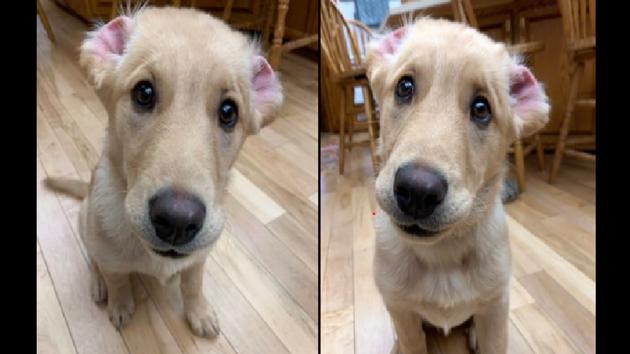 Hazel the doggo’s ears do a major blep after a sneeze, pics are too ...