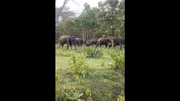 Adorable kids hide behind mum jumbos in a moving herd of elephants ...