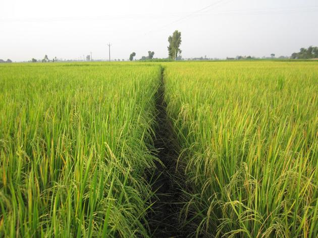 Basmati growers expect turnaround as exporters flush with orders ...
