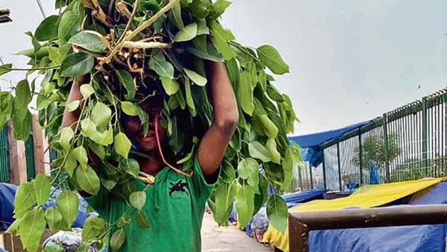Delhiwale: A head that wears the forest | Latest News India