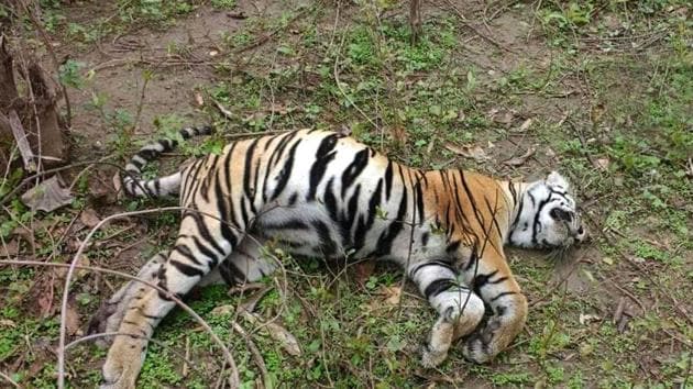 Tiger in Kota’s MHTR sanctuary dies after preying on feral cattle ...