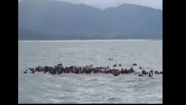 Sea otters form a raft and float in water, video is amazing | Trending