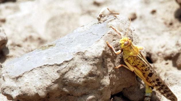 Locust situation grim along Indo-Pak border, some swarms may reach this ...