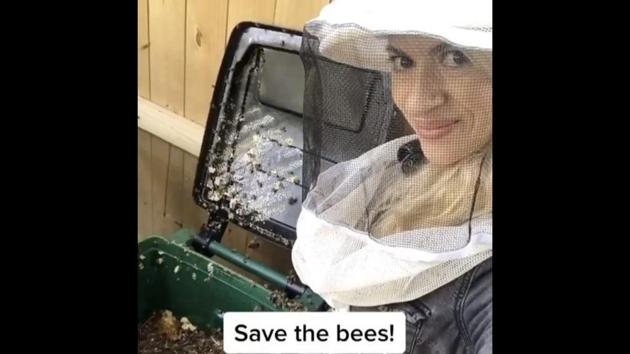 Fascinating video shows beekeeper removing colony of bees from a ...