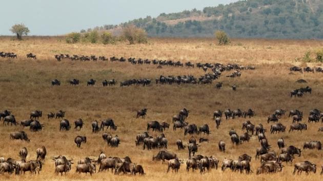Photos: Kenya’s wildebeest migration begins amid COVID-19 | Hindustan Times
