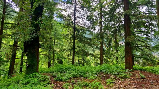 Declining rain in 100 years pushing Uttarakhand’s treeline higher in ...