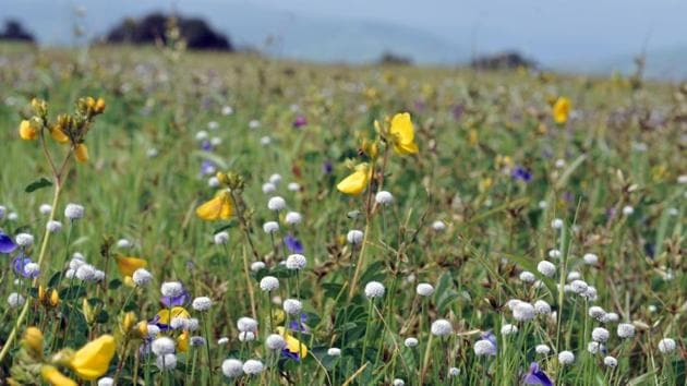 Sans human intervention, flowers of Kaas plateau bloom in the bosom of ...