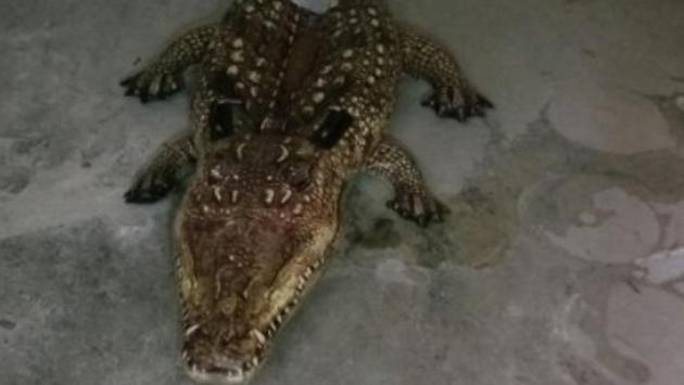 Cop responds to call about an alligator, turns out to be something very ...