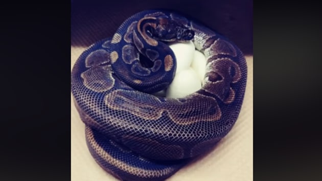 62-year-old ball python lays 7 eggs without male help, says zoo | Trending