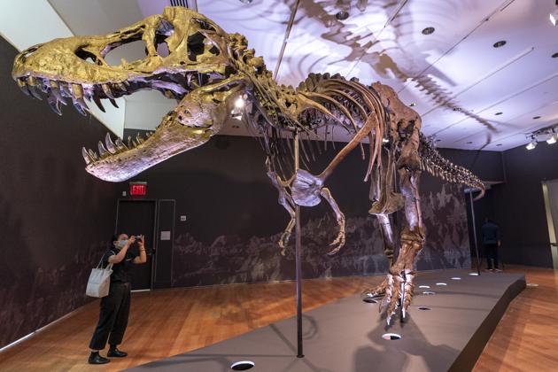 Fossil of Stan the Tyrannosaurus rex is up for auction. Guess how much ...