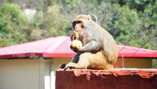 Uttarakhand to catch stray monkeys, house them in open forest ...