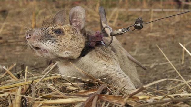 Rat wins animal hero award for sniffing out unexploded landmines in ...