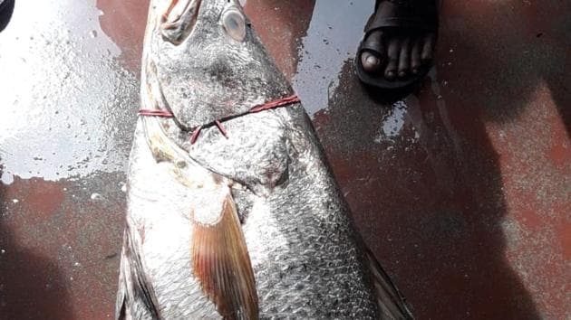 Odisha fisherman catches exotic fish, sells it for Rs 1.56 lakh| India News