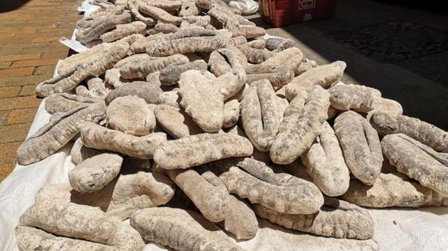 22 dead sea cucumbers worth ₹20 lakh seized in Lakshadweep | Hindustan ...