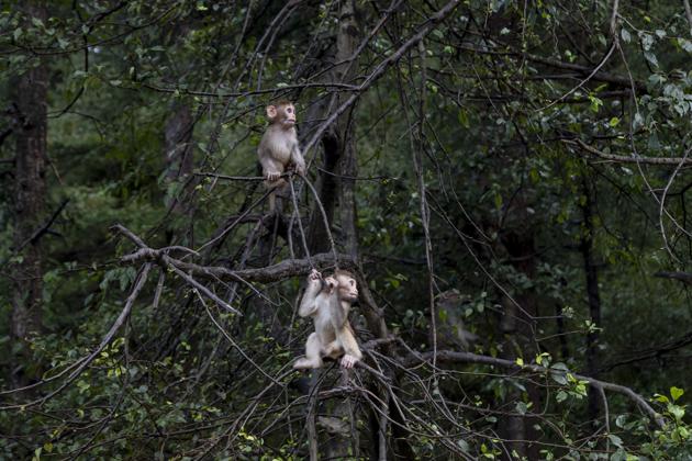 Monkey fossils from 6.4 million years ago found in China | Hindustan Times