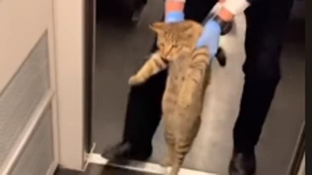 Stowaway cat escorted out of train in China, video goes viral ...