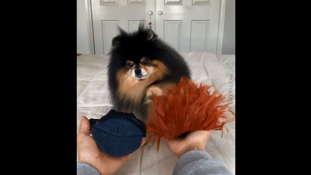Dog named Mocha Pom chooses her own Chucky costume, video is too cute ...