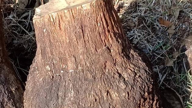 Plant Fossil National Park