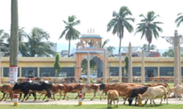 Assam cabinet announces funding for gaushalas to feed cows | Latest ...