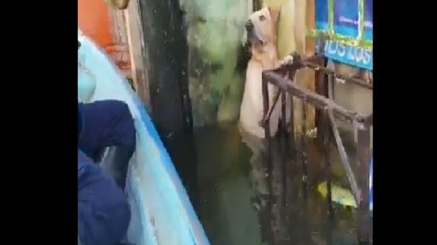 Doggo stranded in Mexico flood gets rescued, video may leave you teary ...