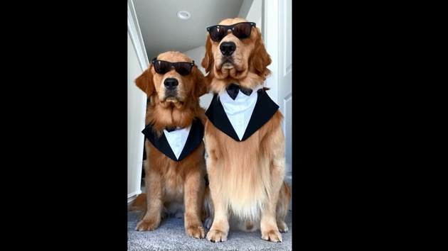 Fluff in Black: These suited doggos may just take your breath away with ...