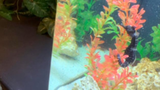 Florida vet school saves seahorse with a unique approach | Trending