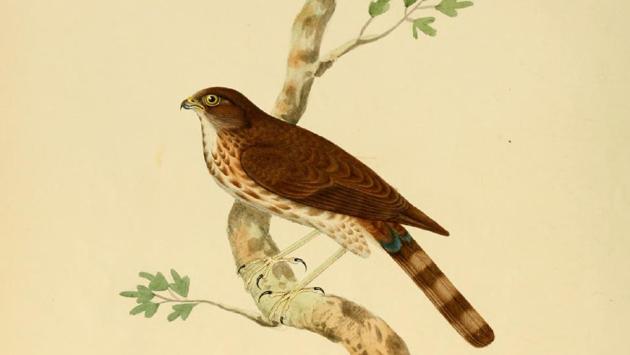 Wildbuzz: Mr Besra Sparrowhawk and her hubby | Hindustan Times