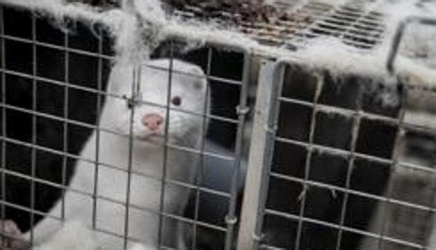 Denmark to dig up millions of dead mink after rushed cull | World News