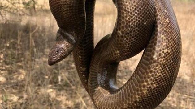 Smuggled sand boa snake seized in Pune; two held - Hindustan Times