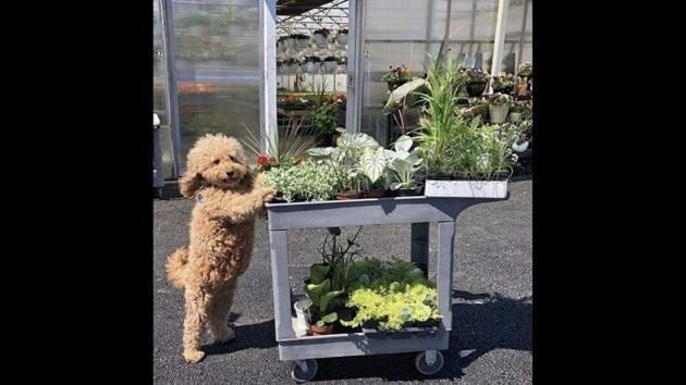 Netizens cannot get enough of this adorable doggo ‘florist’. Check it ...