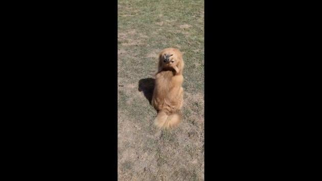 Kiko the doggo can rotate her head 180 degrees. See video to believe ...