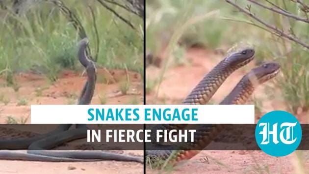 Watch: Two snakes engage in fierce fight to prove dominance, video goes ...
