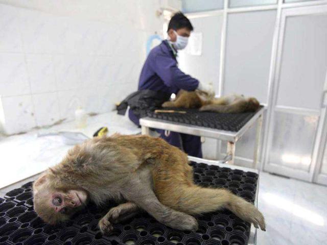 Monkey Business | Hindustan Times