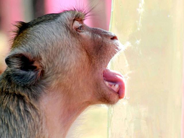 Feast like a monkey | Hindustan Times