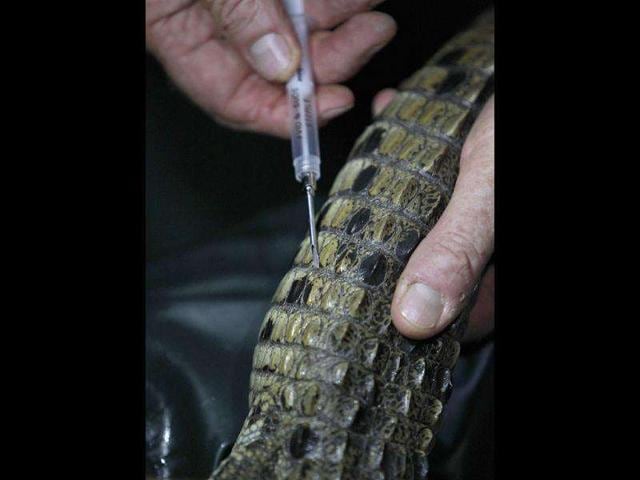 Crocodile survey | Hindustan Times