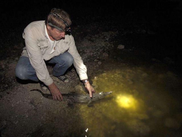 Crocodile survey | Hindustan Times