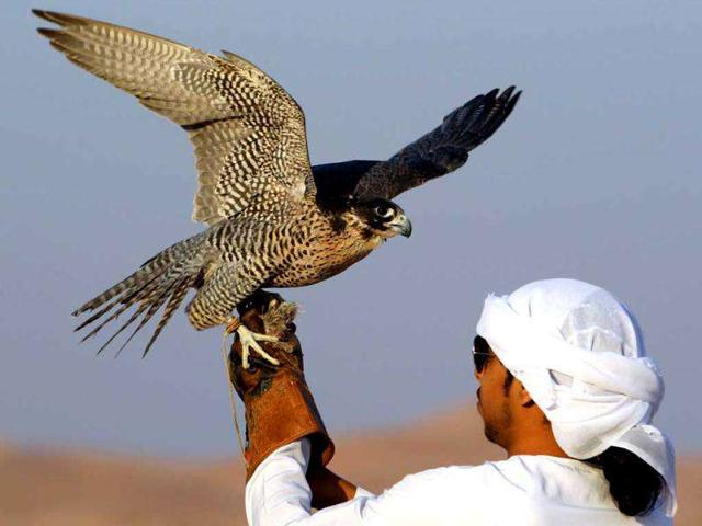 Festival of Falconry | Hindustan Times