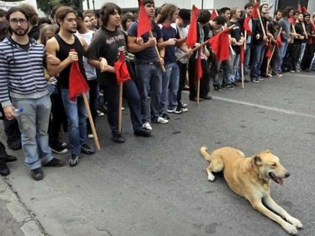 Dog demonstrates protest | Hindustan Times